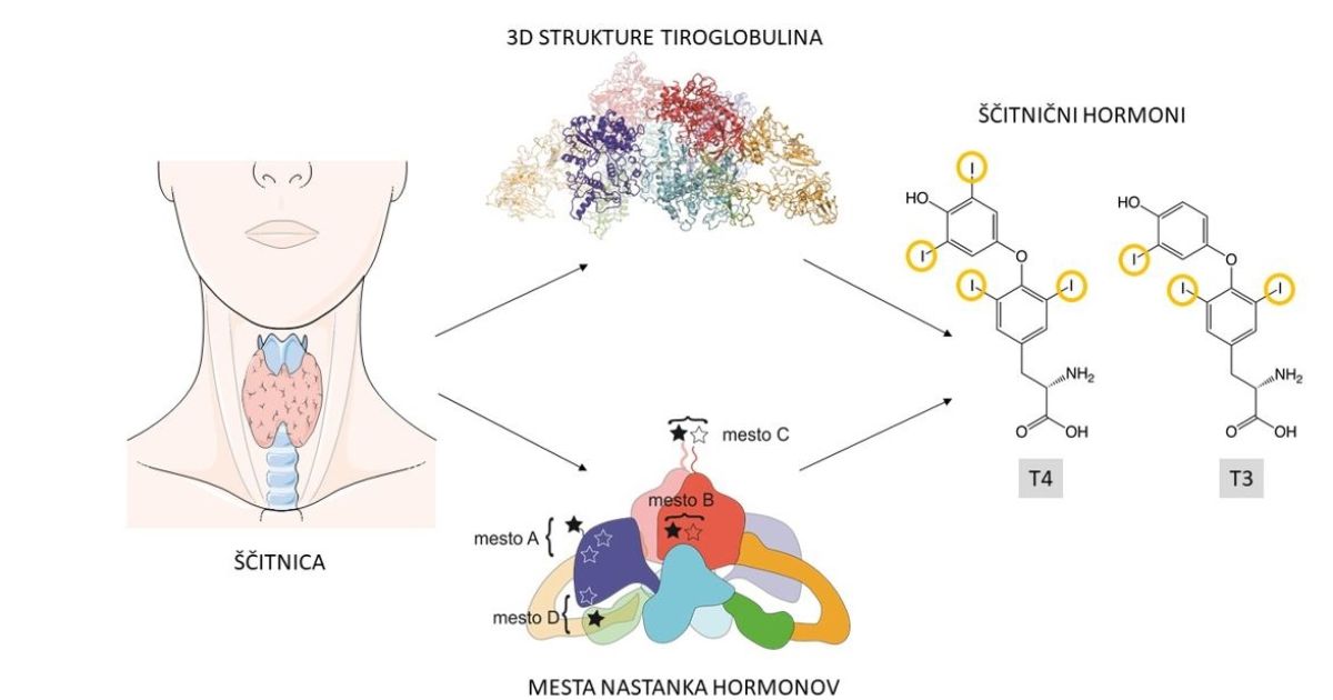 Do "danes" je bilo neznano, kako hormoni v ščitnici dejansko nastanejo ...