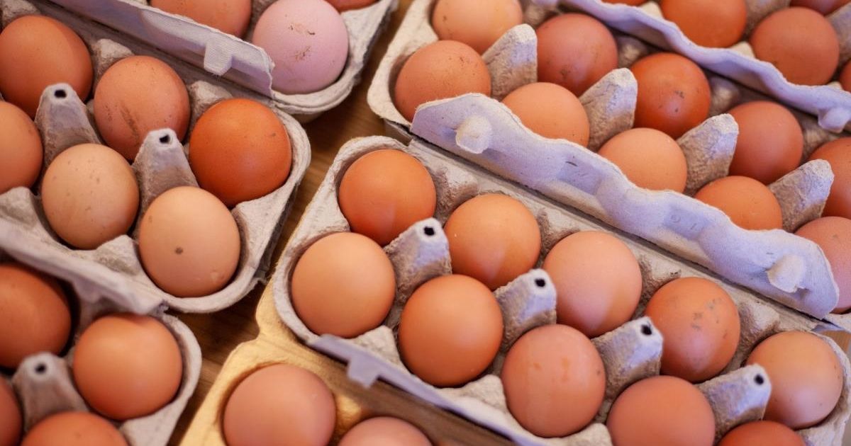 Jajca iz večjih trgovin na ZPS testu - kakšni so rezultati? - Svet24.si