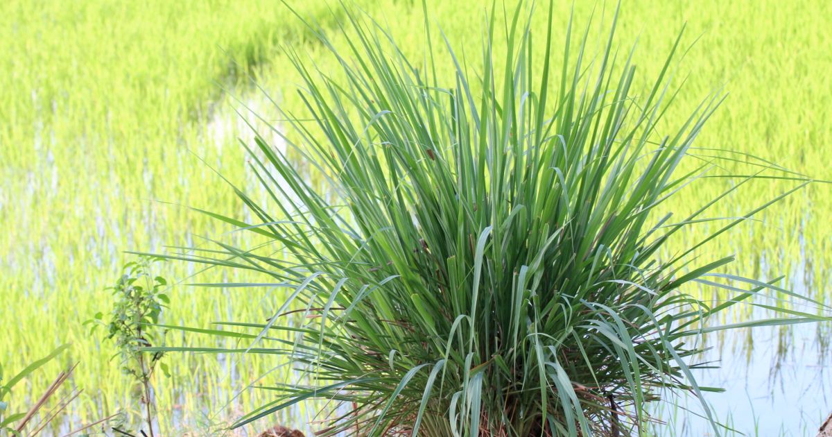 Naj raste limonska trava na vsakem vrtu, prej se je boste navadili ...