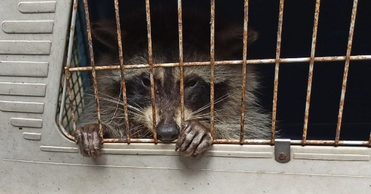 FOTO: Kot slepi potnik iz ZDA pripotoval v Vietnam, družbo so mu delale ...