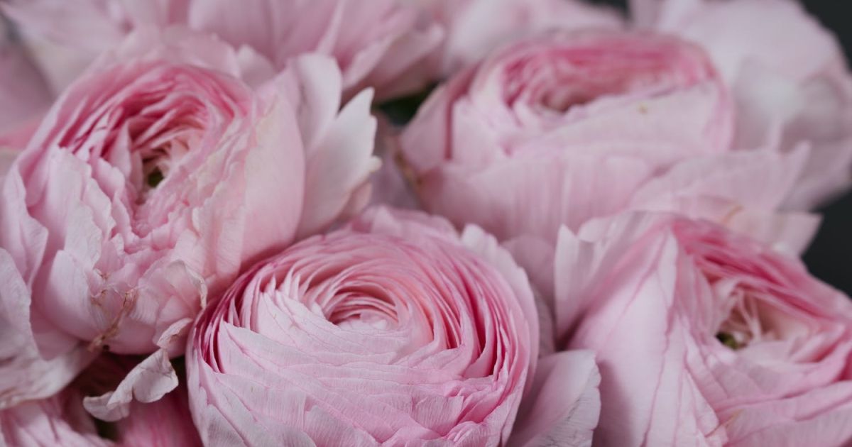 Potonike za čudovit okras ali dišeče domače milo - Svet24.si