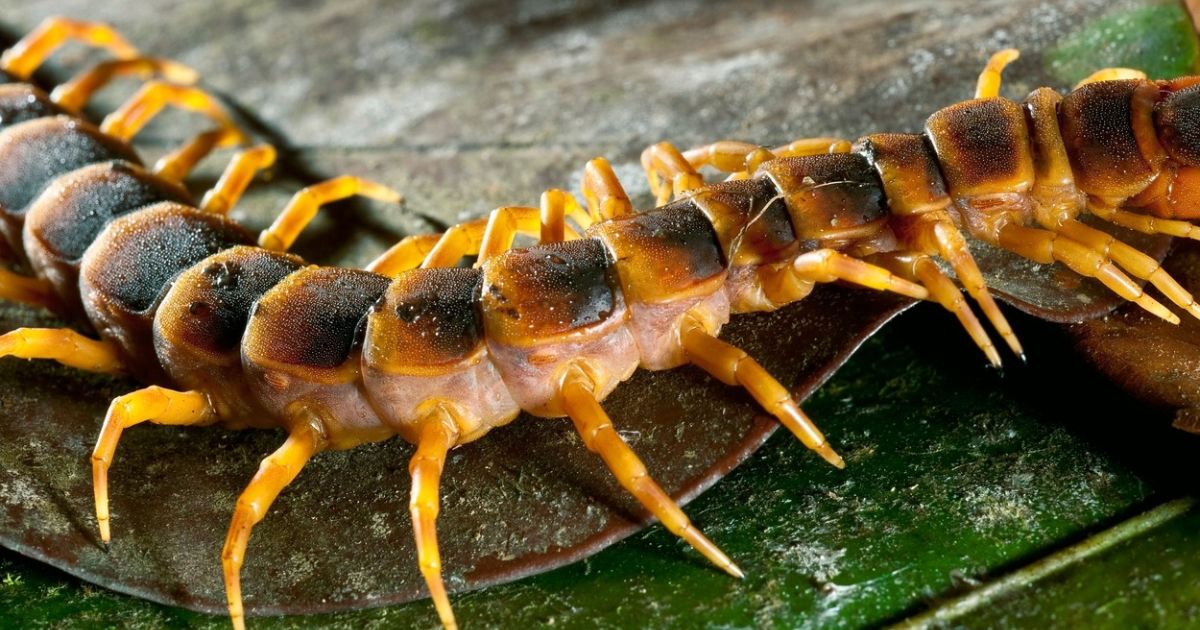 Mesojede stonoge prvič ujeli pri plenjenju ptic - Svet24.si