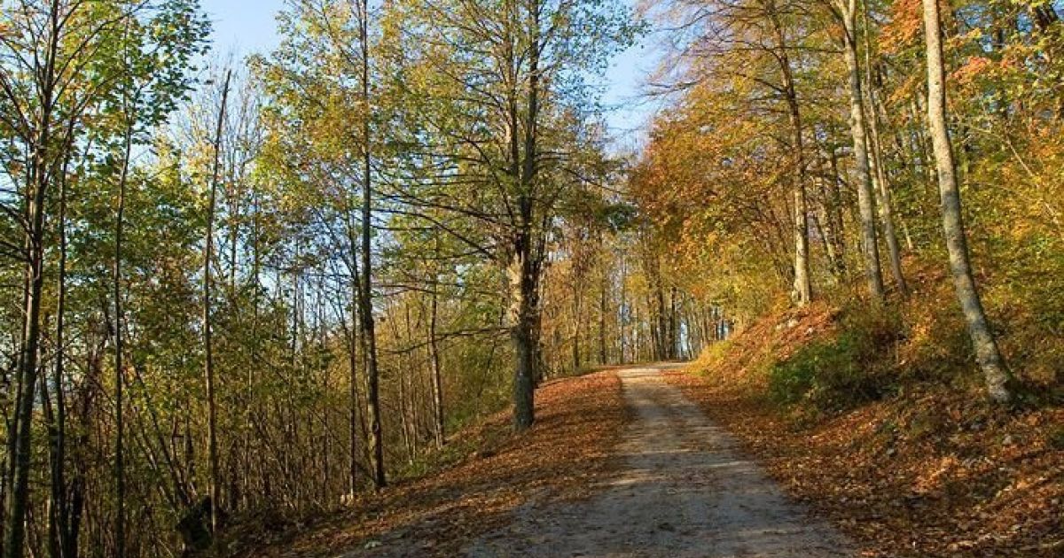Najbolj skrbni lastniki gozda: Marjan Kljun, Alojz Staniša in Janez ...