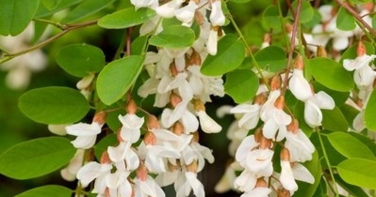 Veste, kako zdravilna je akacija? - Svet24.si