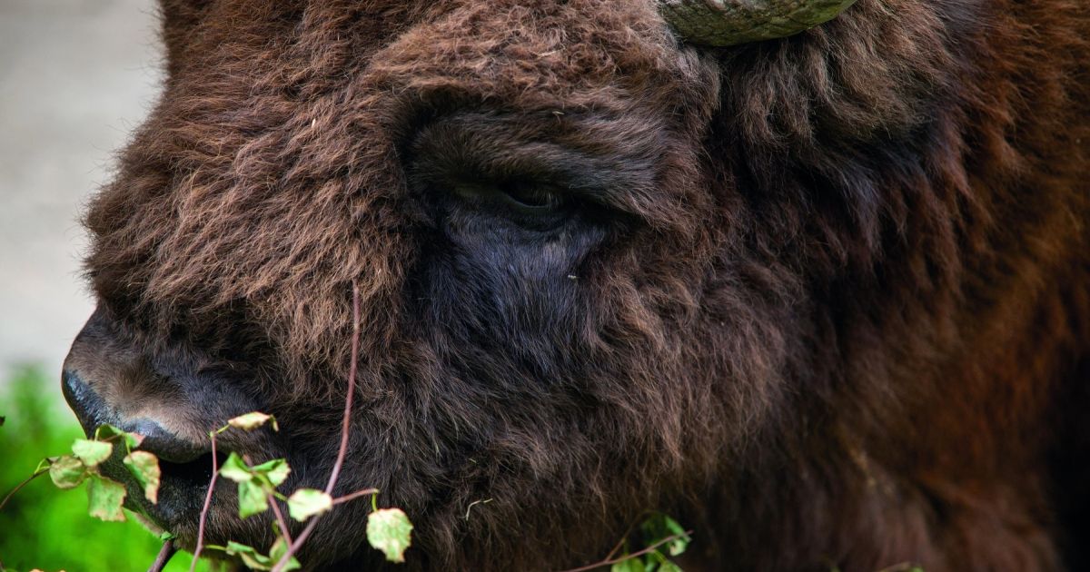 VIDEO: Po Otoku spet romajo zobri - Svet24.si