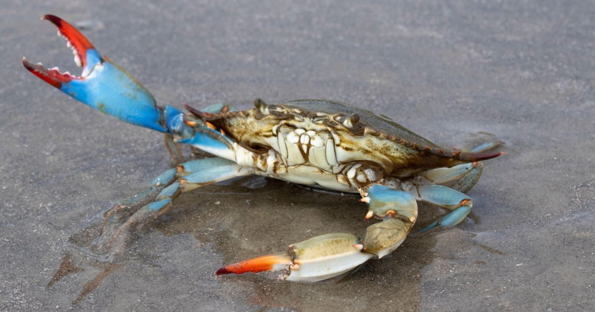 Ribiči v skrbeh: Ubijalska modra rakovica poje vse pred seboj, škoda je ...