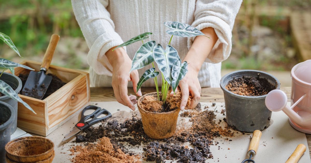 Čas je za presajanje lončnic in urejanje cvetličnih gredic - Svet24.si