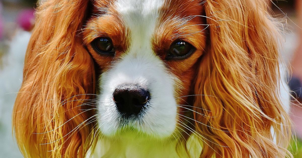 Vsem je jasno, katera pasma psov bo zdaj preplavila Anglijo - Svet24.si