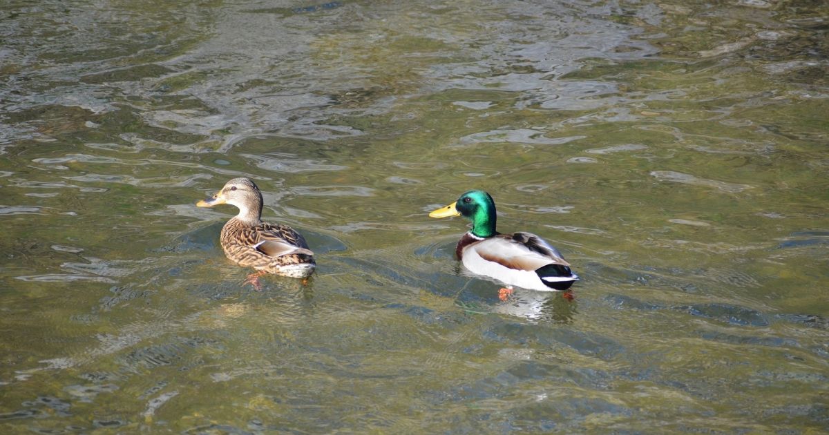 "Najbolj številčna je bila raca mlakarica, tej pa je sledil kormoran ...