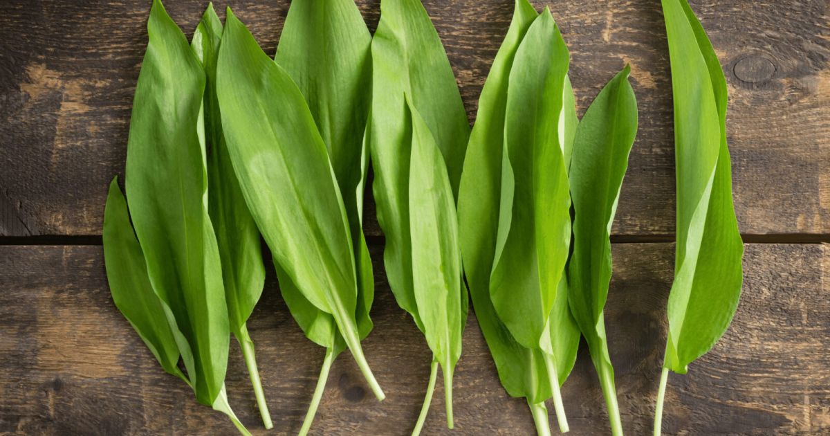 Čemaž - to se zgodi, če ga zamenjate s strupeno rastlino - Svet24.si