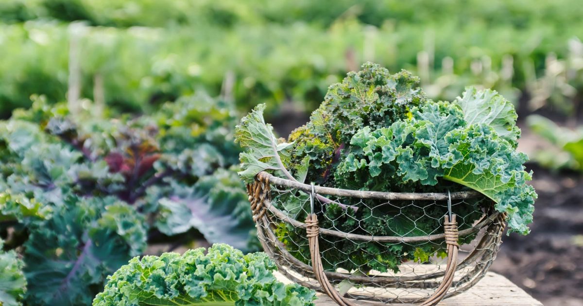 Prijatelji na vrtu: S katerimi sosedi se zelenjava najbolje ujema ...