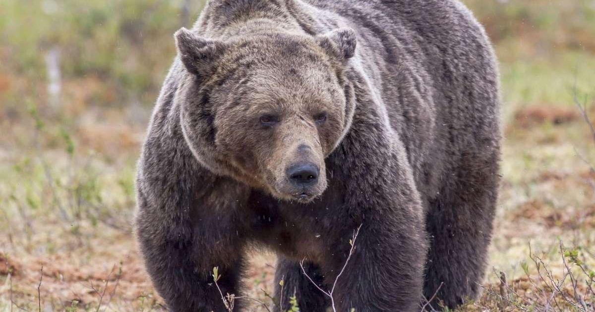 Turistični lov na medveda: pregleda ni, tujci brez dovoljenj - Svet24.si