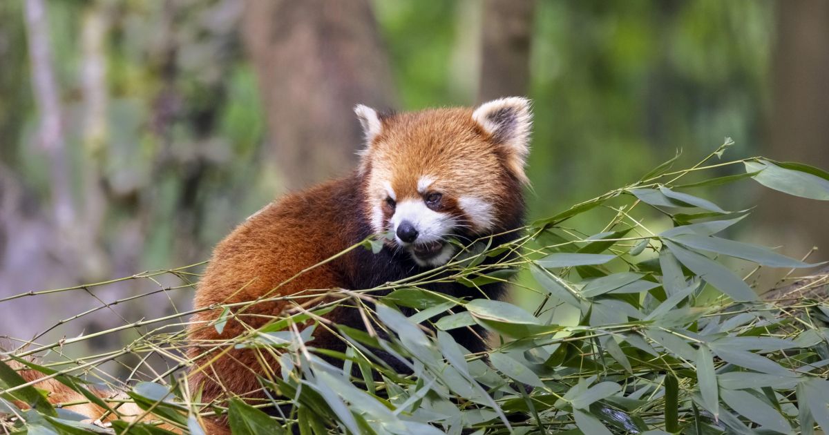 Rdeča panda Sundara je šla na sprehod, zanjo se je vse dobro končalo ...