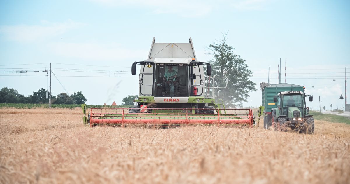 (Žetev pšenice) Ob slabši kakovosti in letini bo tudi cena v primerjavi ...