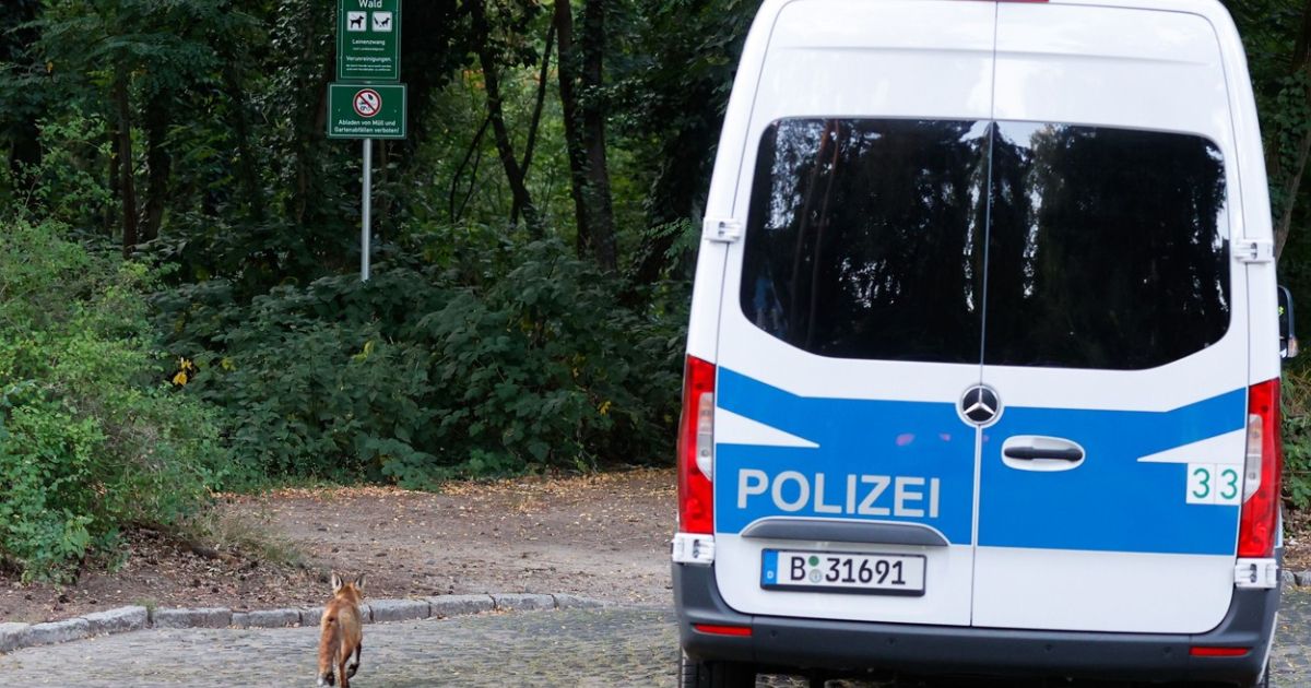 Ni bila levinja, bila je divja svinja - Svet24.si