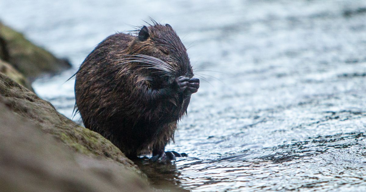 Nutrije so si kupile nekaj dodatnih tednov, težava je logistika, ne ...