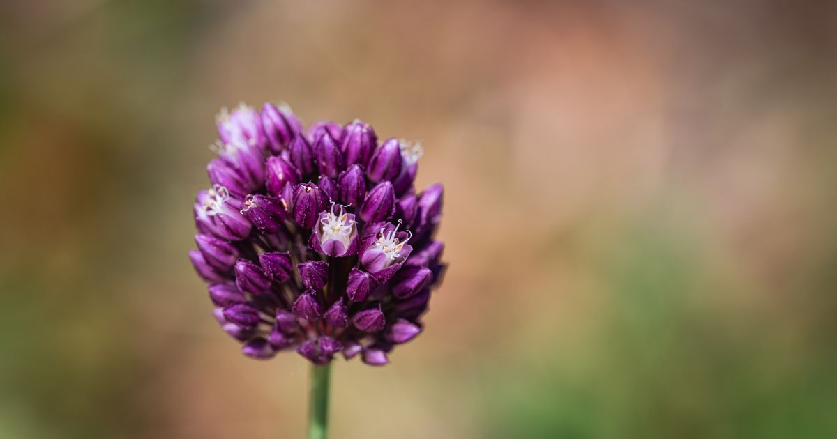 V naravo po divji luk - Svet24.si