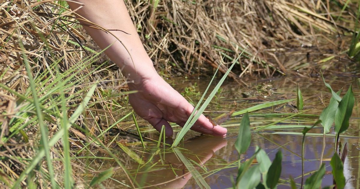 Pupki so v novi mlaki - Svet24.si