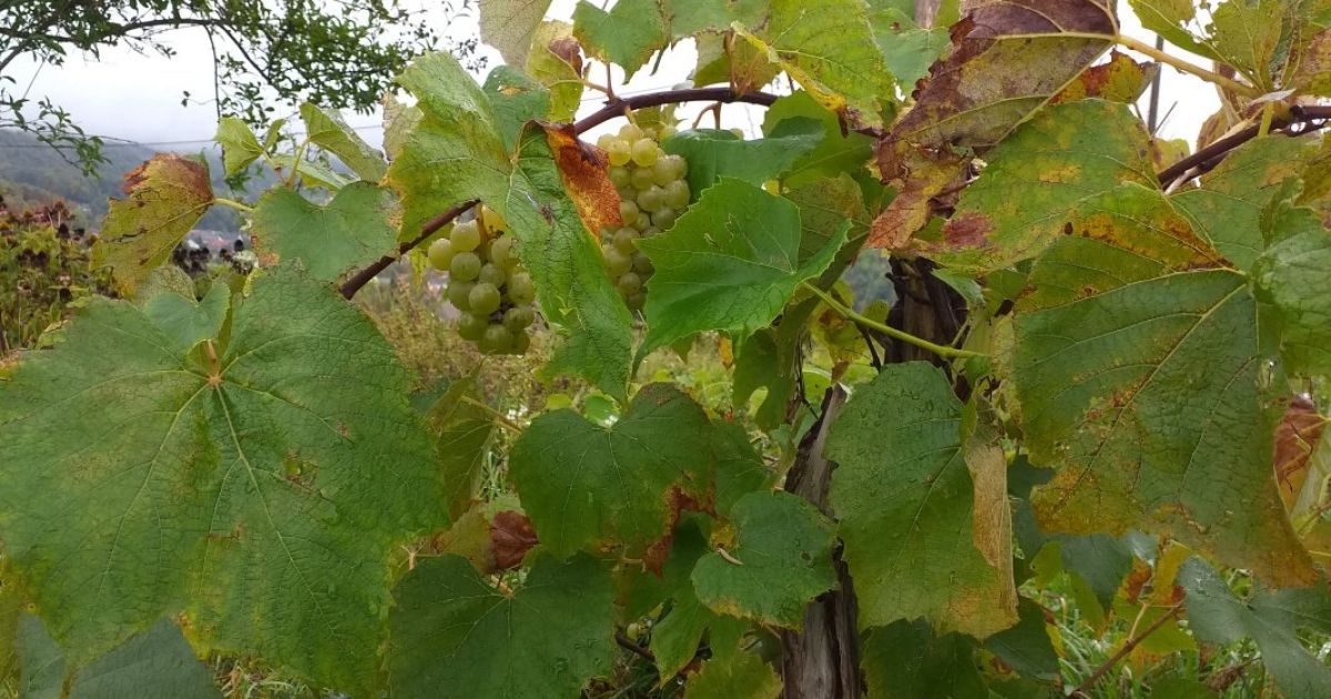 DL: Zlata trsna rumenica - Grozdje z okuženih trt je užitno - Svet24.si