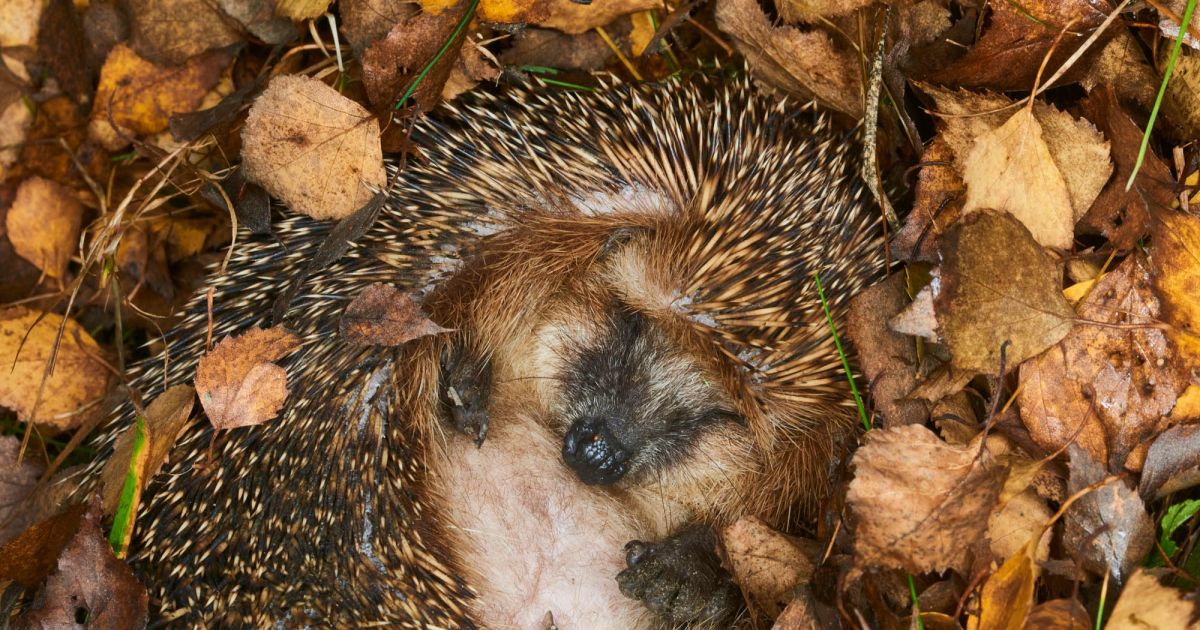 Pusti me pri miru, spim - Svet24.si