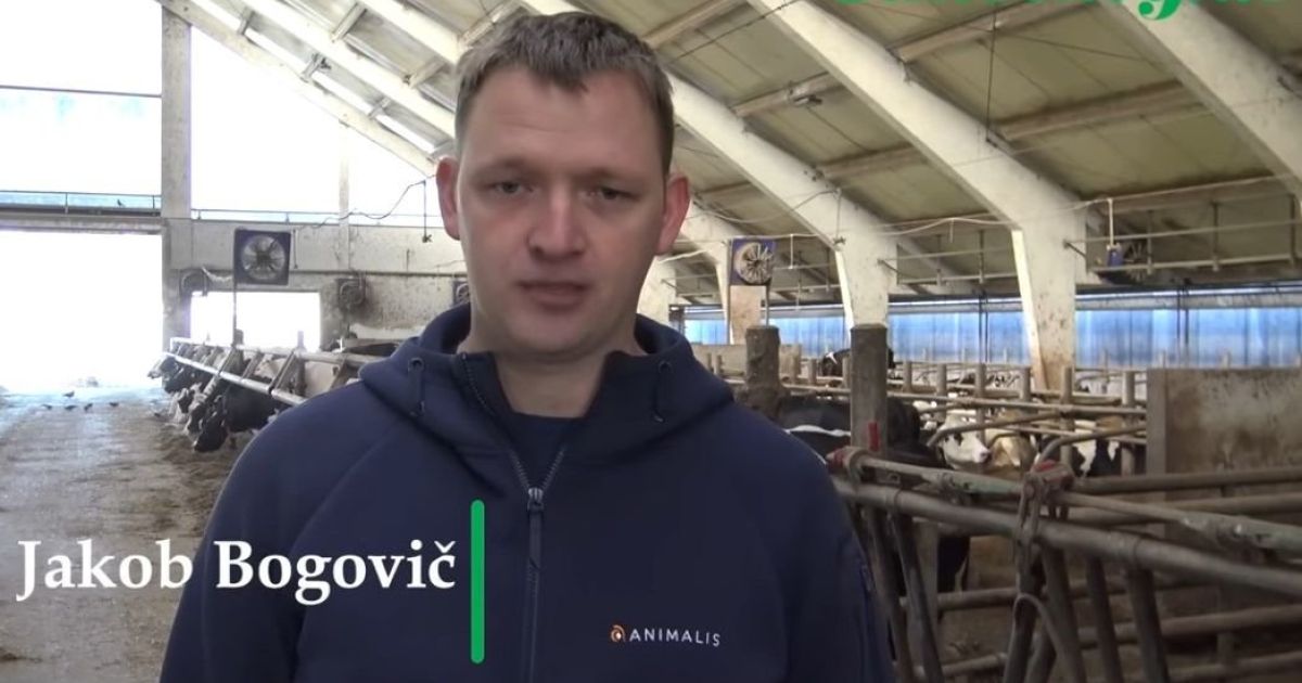 Priznanje za naj inovativen hlev Kmetiji Bogovič; tudi o odvzemu govedi ...