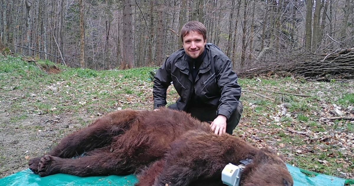 “Medved ne spi tako trdno, da ne bi slišal in videl, če mu kdo stika po ...