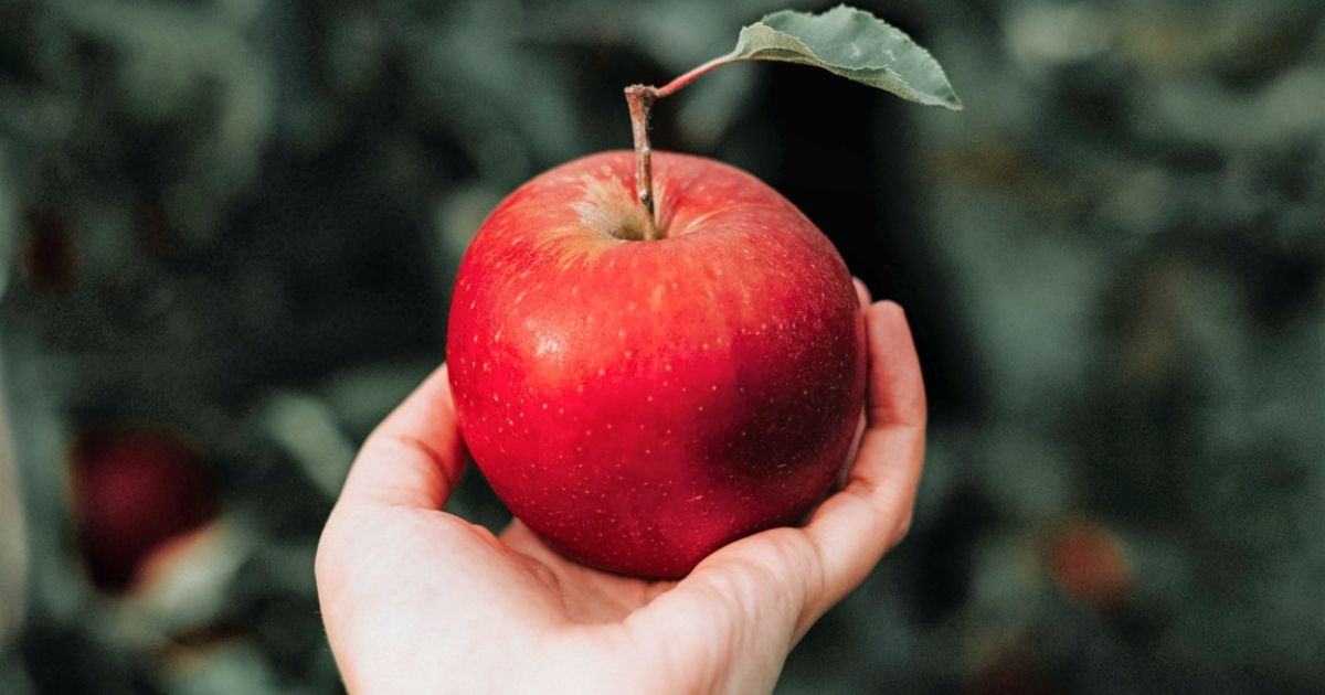 8 razlogov, zakaj obvezno pojejte vsaj eno jabolko na dan - Svet24.si