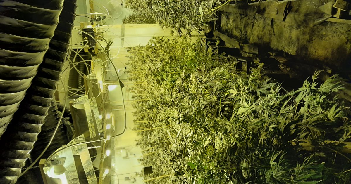 FOTO: Obilna žetev policistov - v hiši pravi nasad konoplje; danes ...