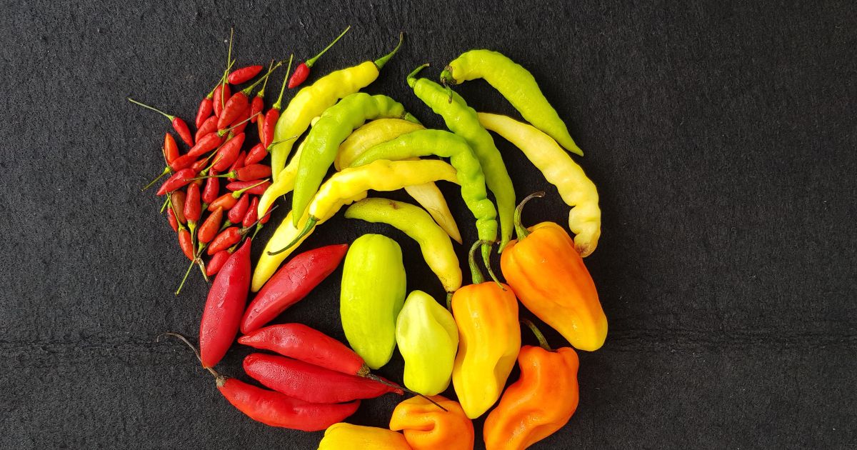 Kakšna je razlika med čiliji in feferoni? - Svet24.si