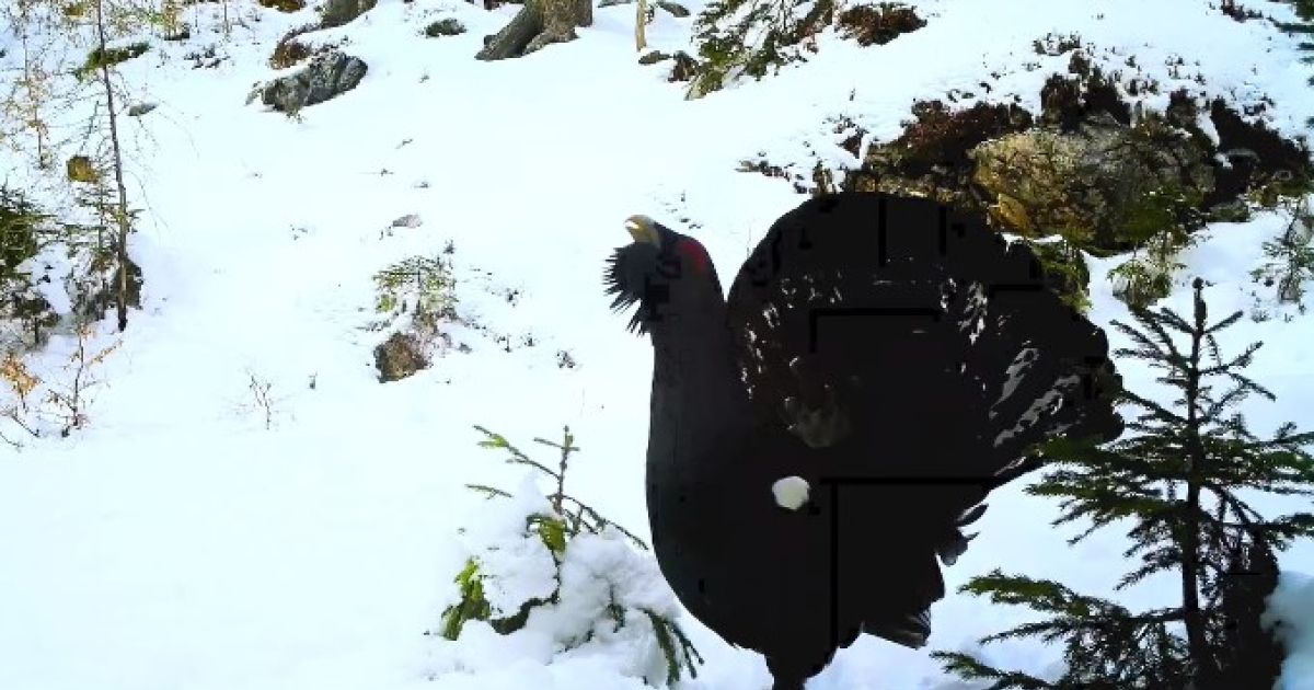 Video: To se zgodi, ko ima divji petelin mir pred človekom - Svet24.si