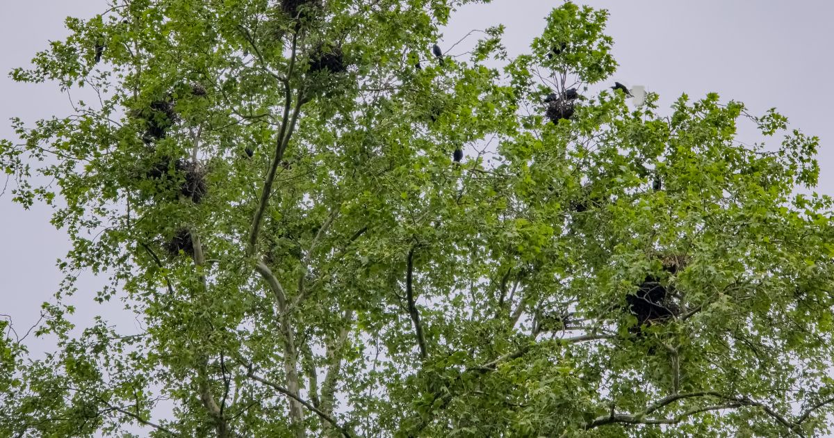 Mestna občina spet prejema prijave zaradi vran v parku - Svet24.si