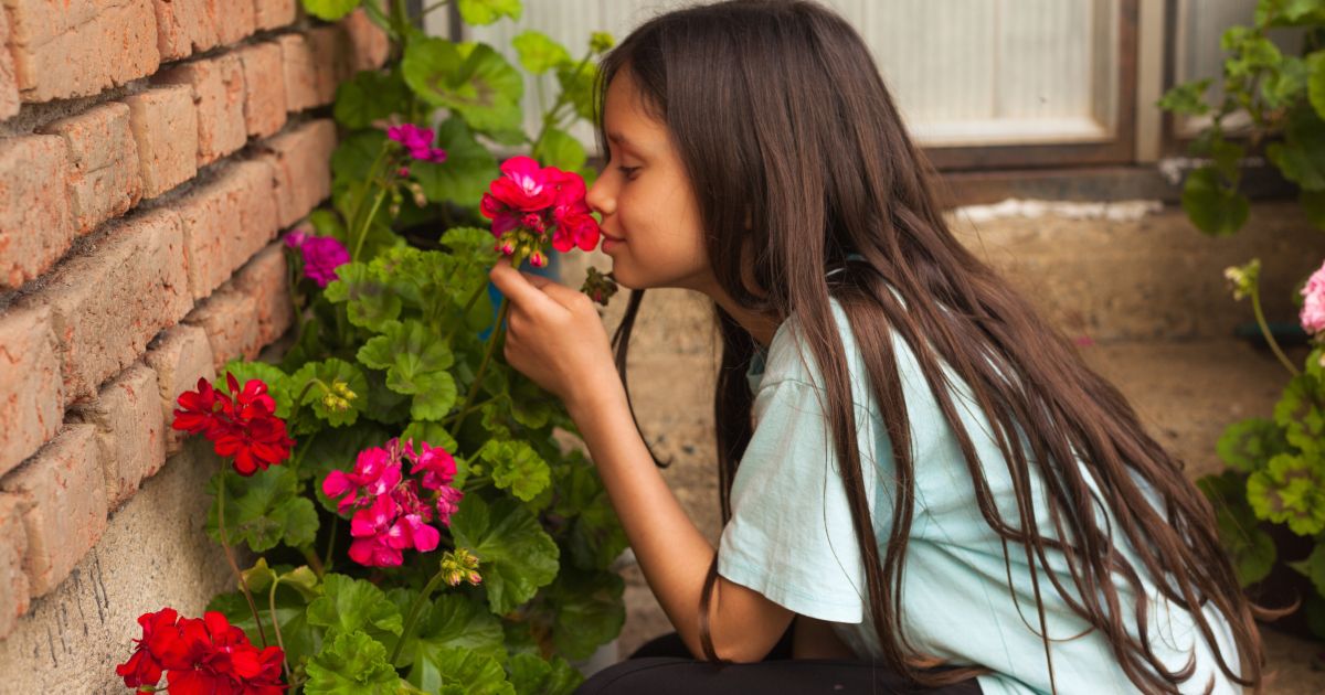 Širok nabor dišečih pelargonij - Svet24.si