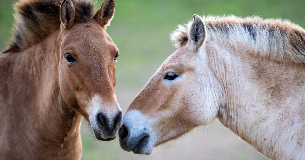 Topot kopit divjih konjev se po dveh stoletjih vrača v kazahstanske ...