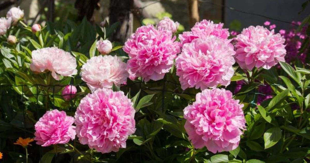 Potonike za čudovit okras ali dišeče domače milo - Svet24.si