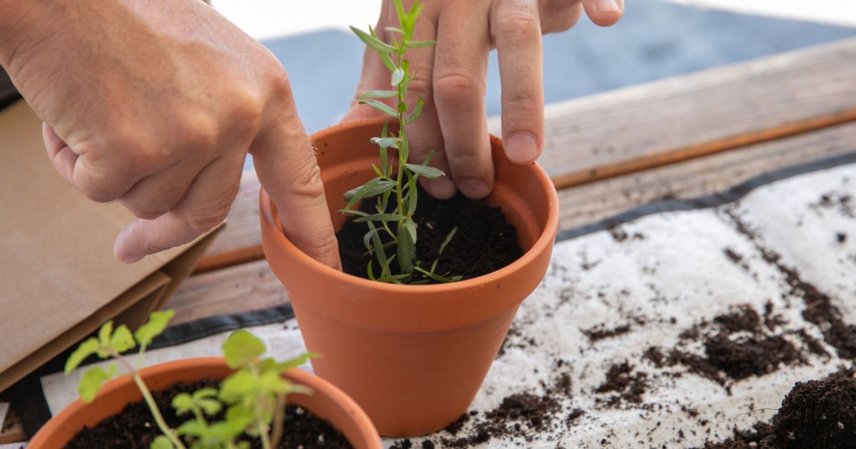 Kako skrbeti za rastline? To so nasveti priljubljenega botanika - Svet24.si