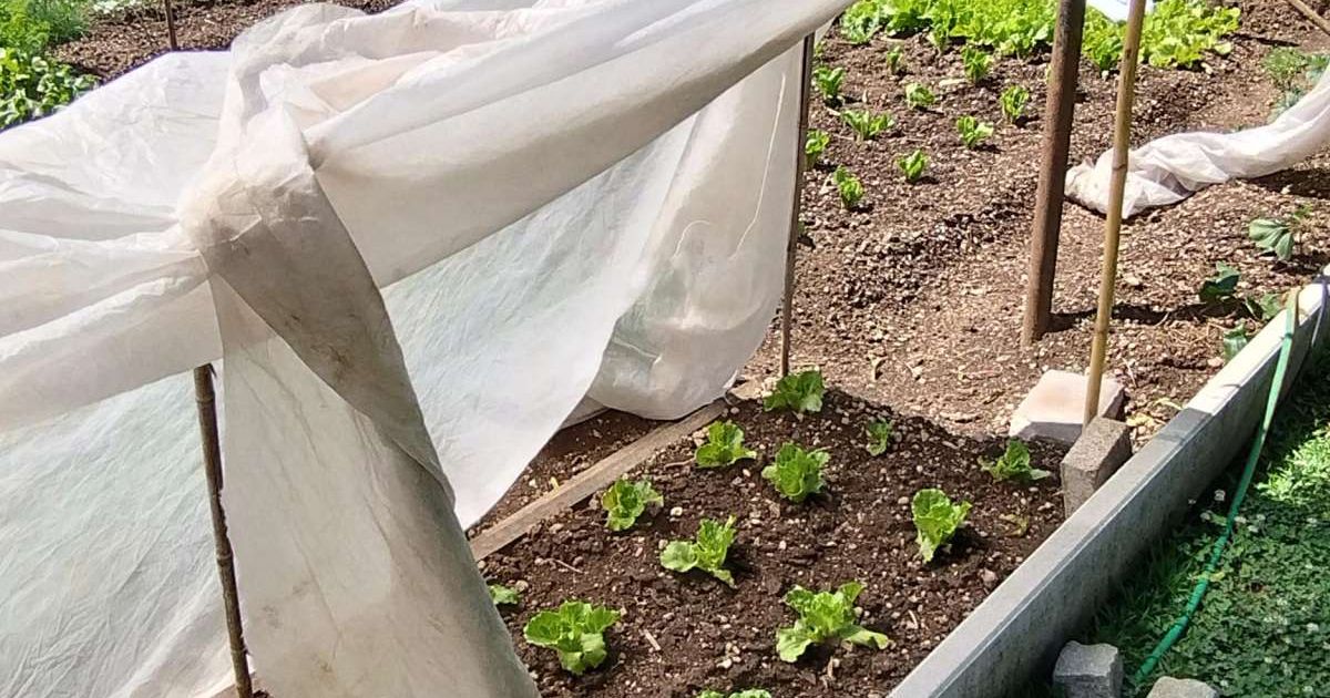 Nasveti: Kako v vročinskem valu poskrbeti za rastline? - Svet24.si