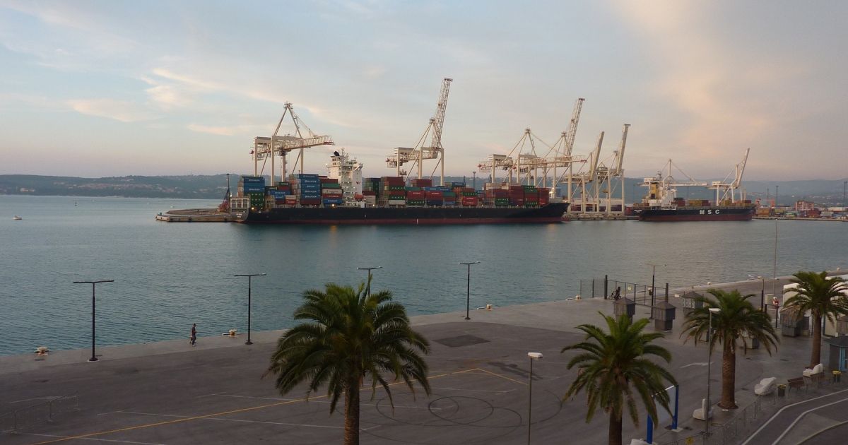 Drevesa v mestu Koper: najprej palme, sedaj evkaliptus - Svet24.si