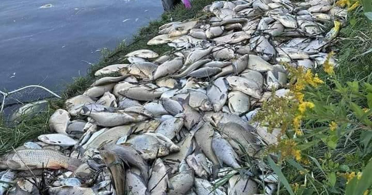 Video: V boj proti algi, ki množično ubija ribe - Svet24.si