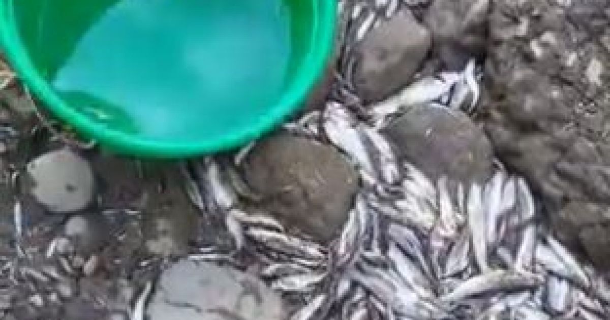 Reševanje rib iz presahnjene reke Ibar - Svet24.si