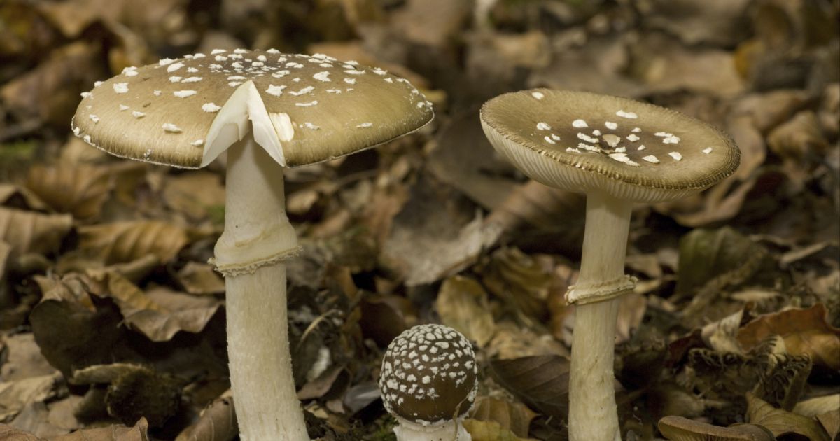 Bisernico sta zamenjala za strupeno panterjevo mušnico in pristala na ...