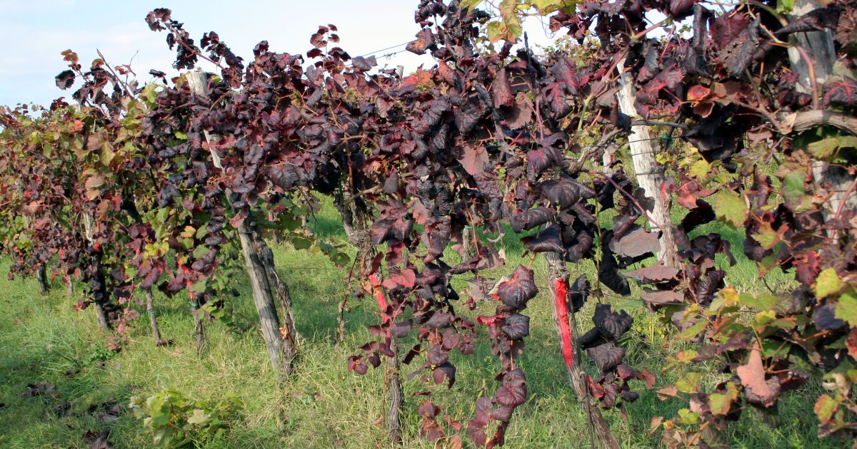 (Zlata trsna rumenica) Le še nekaj dni za oddajo vlog - Svet24.si