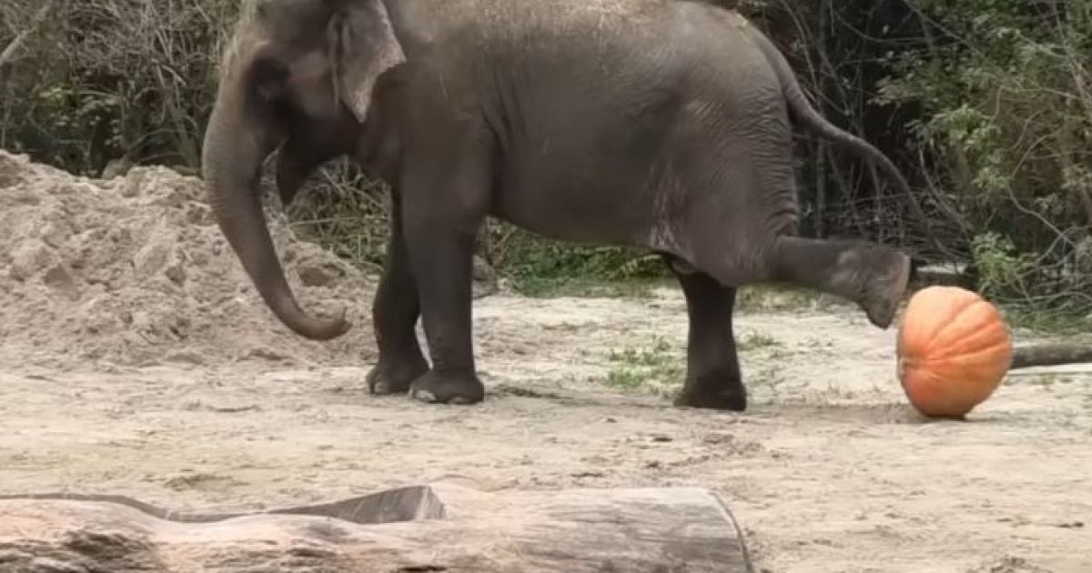 Slonica Ganga igrala nogomet z bučo velikanko - Svet24.si