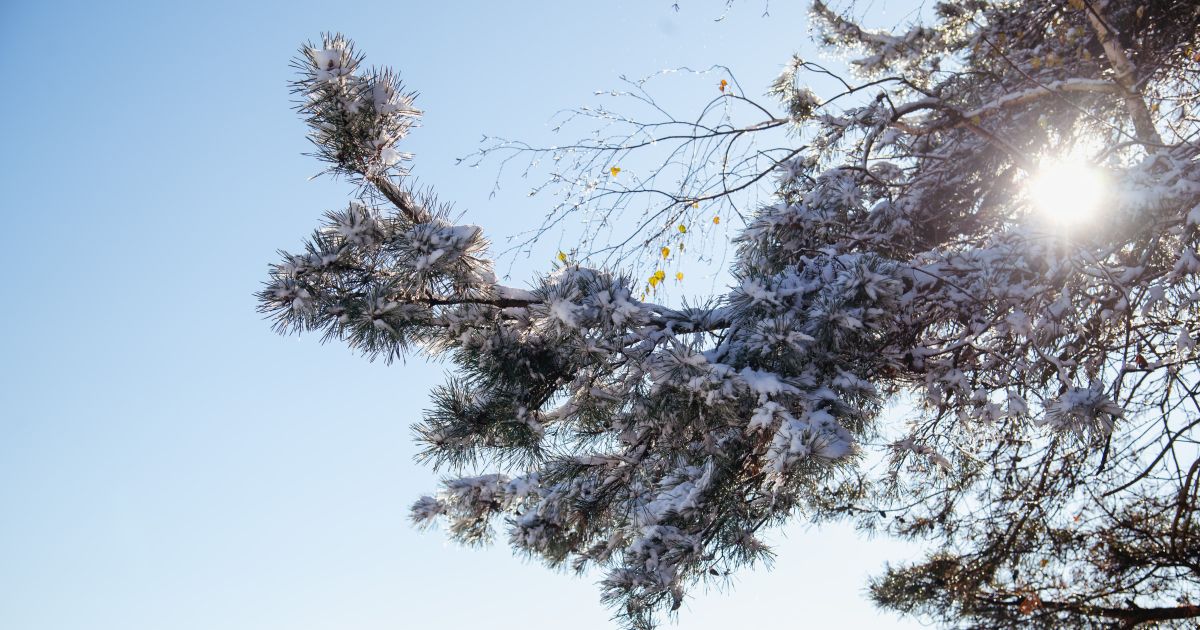 Kakšen sneg, ni duha o zimi, prihaja otoplitev - Svet24.si