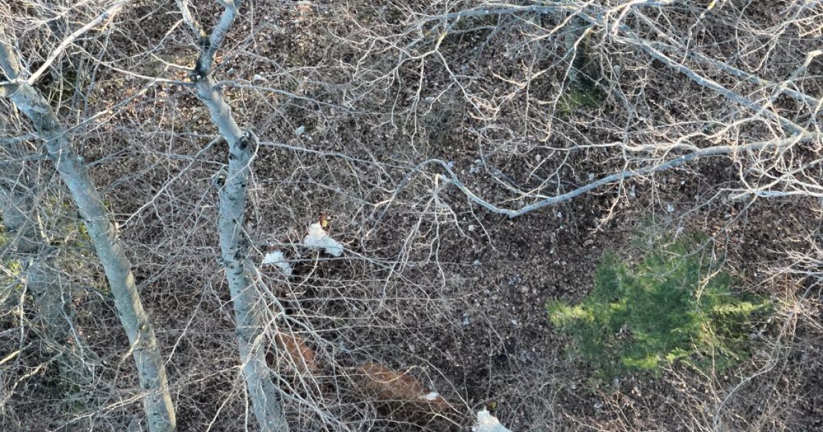 FOTO: Pobegle junce iskali (in našli) z droni - Svet24.si
