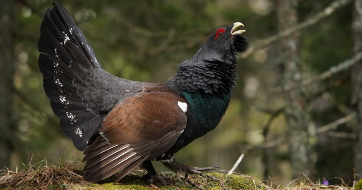 Slovenija: Divji petelin na pragu izumrtja - Štajerski Tednik