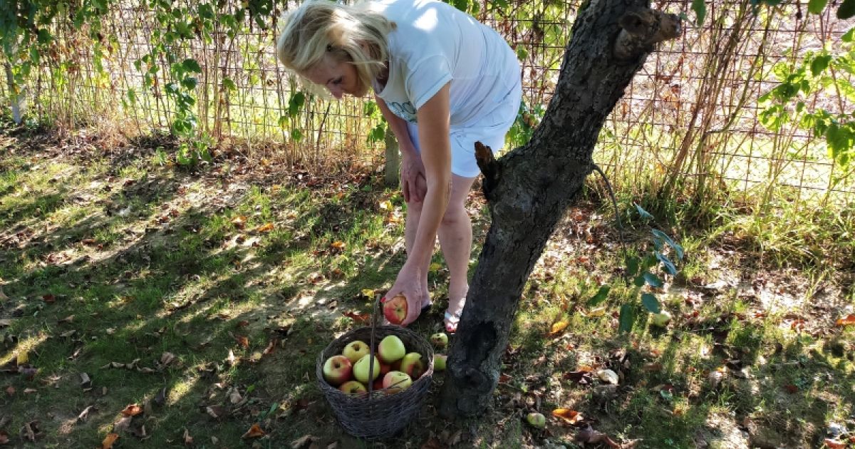 Sezonsko delo v Podravju: Najboljši obiralec je domači upokojenec ...