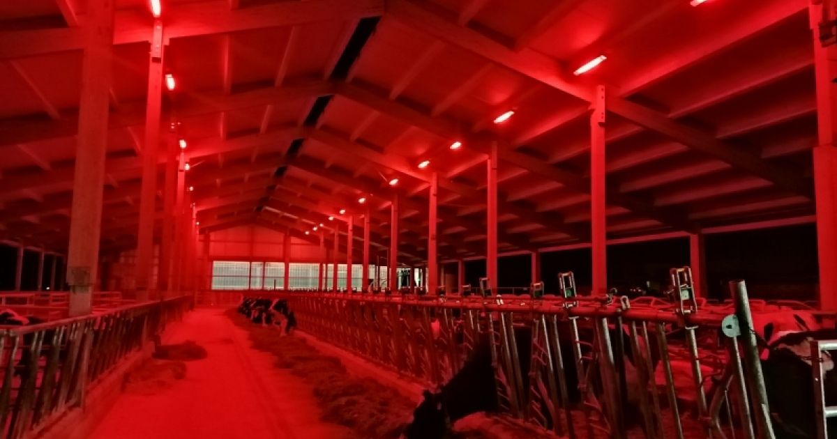 Krave mukale na AC-DC, več mleka pa oddale ob Mozartu - Svet24.si