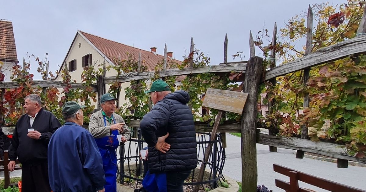 Sveti Andraž: Potomka Stare trte »rodila« 110 grozdov - Štajerski Tednik