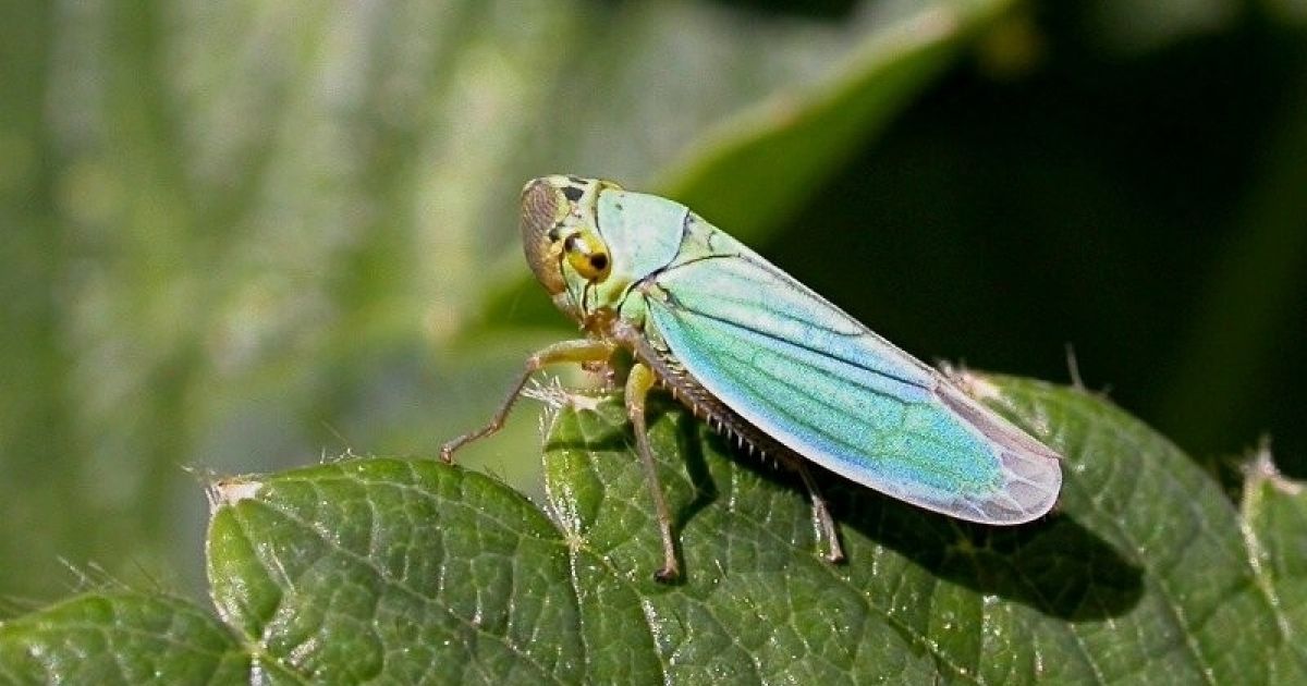 Zlata trsna rumenica se širi kot kuga, vinograde bo treba posekati ...