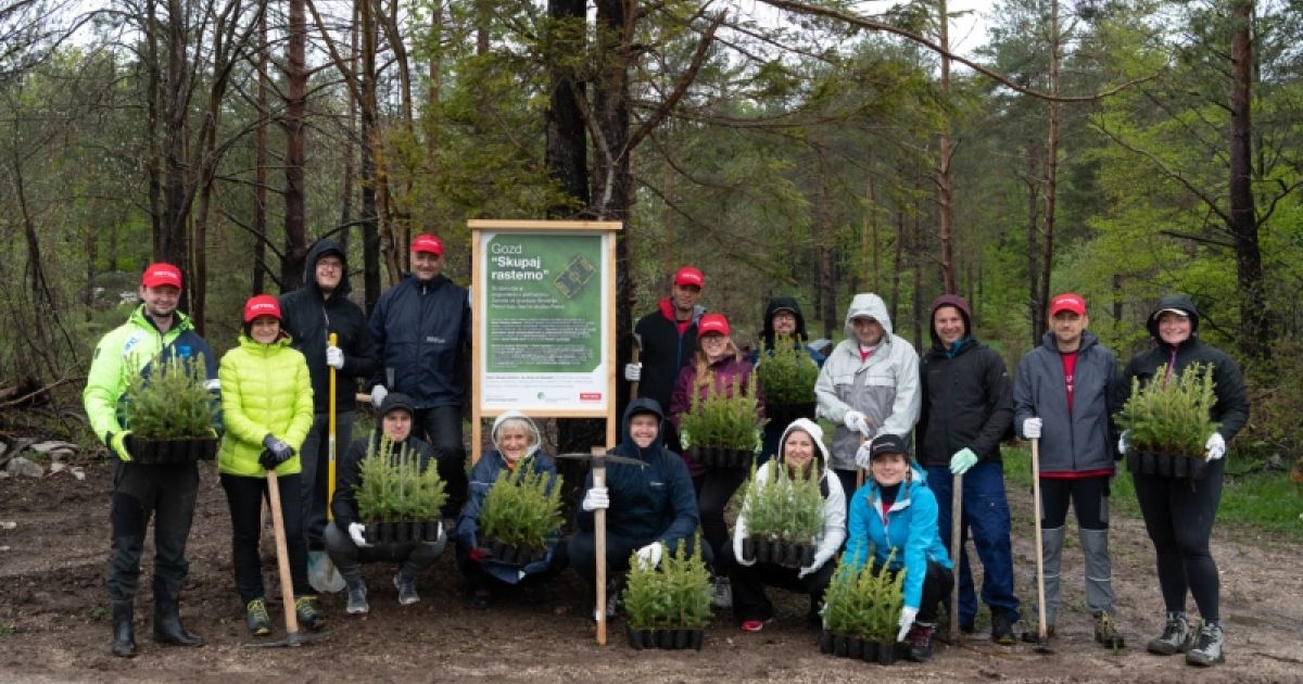 Petrolovci pomagali posaditi 1000 sadik na Ravniku pri Vipavi - Novi Tednik